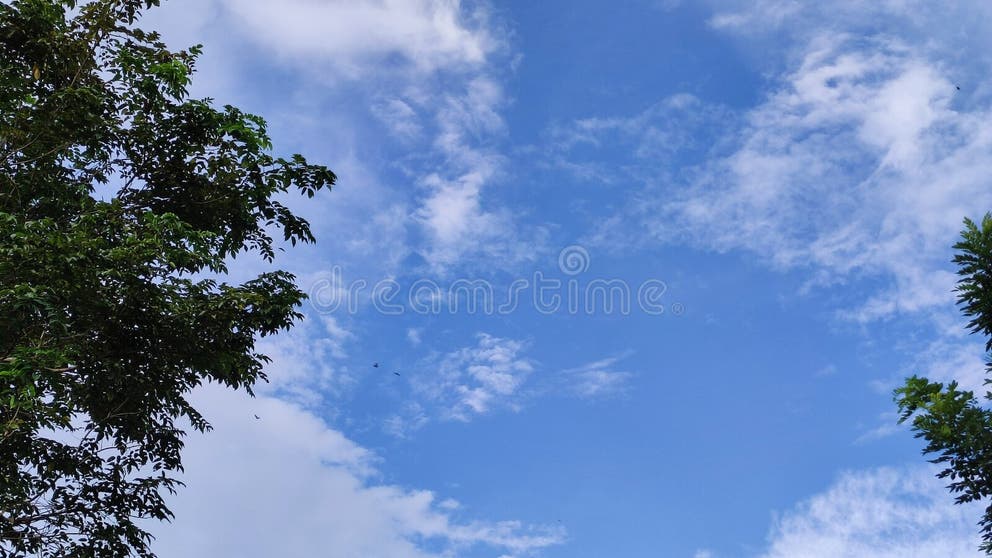 Trees, Sky and Small Birds Flying Around Make One Beautiful View Stock ...