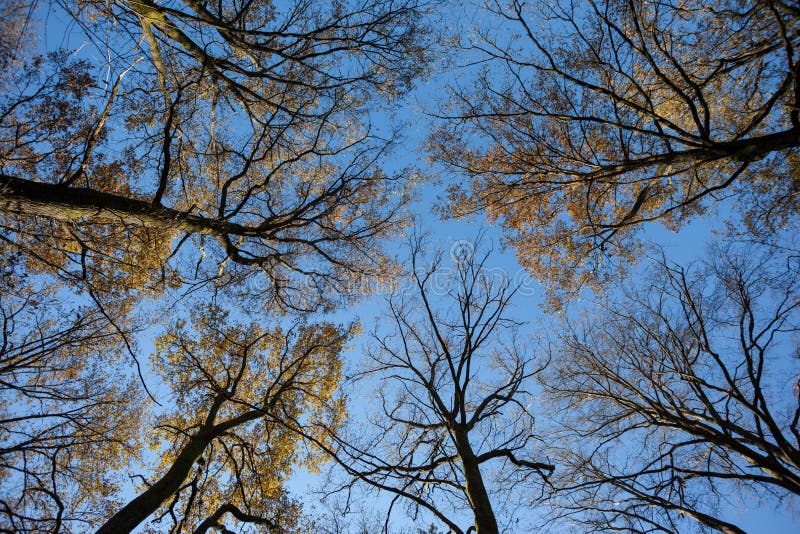 Trees in sky stock photo. Image of leafless, leaves, ornament - 35859728