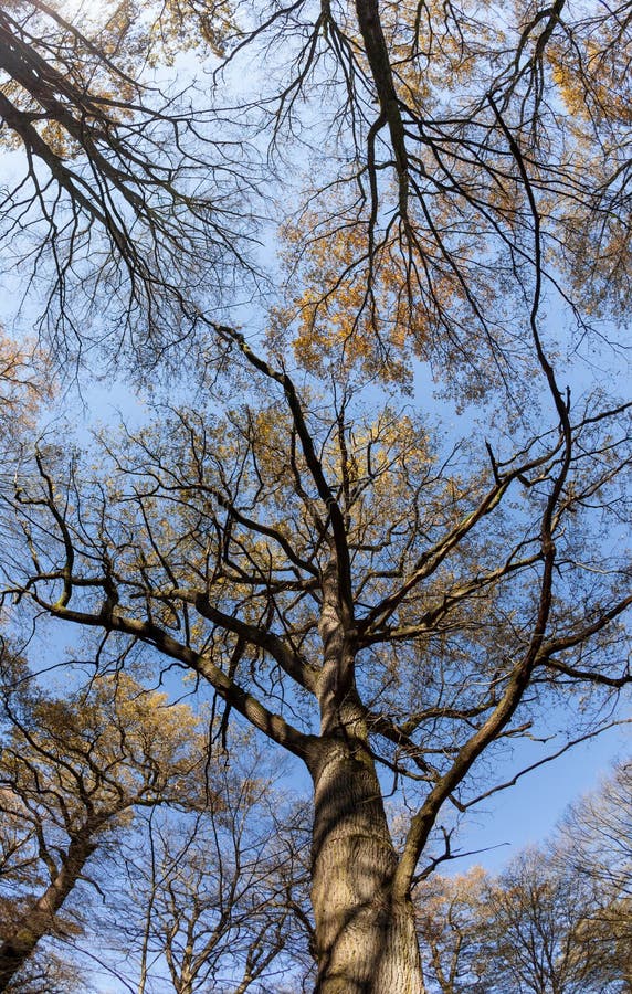 Trees in sky stock photo. Image of foliage, leaves, landscape - 35860070