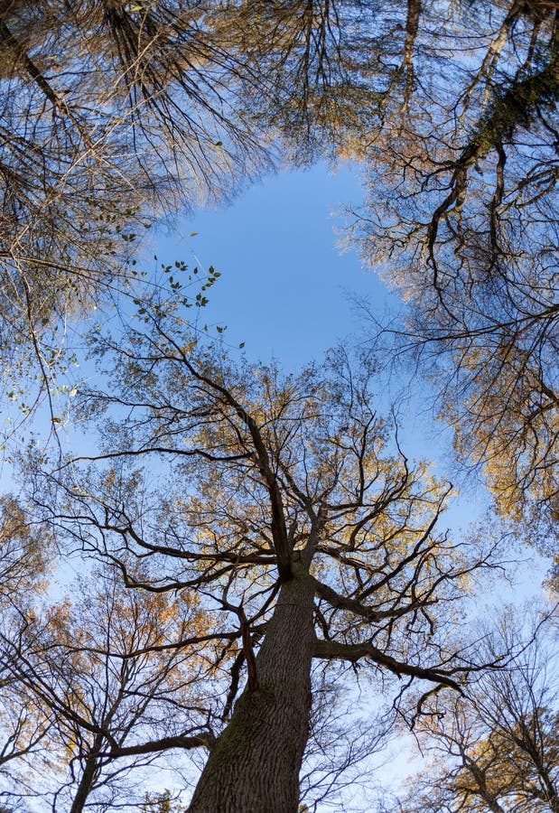 Trees in sky stock image. Image of leaf, environment - 35860115