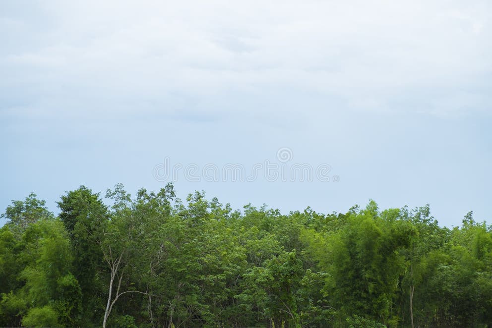 Trees and sky stock photo. Image of land, beauty, season - 34931406