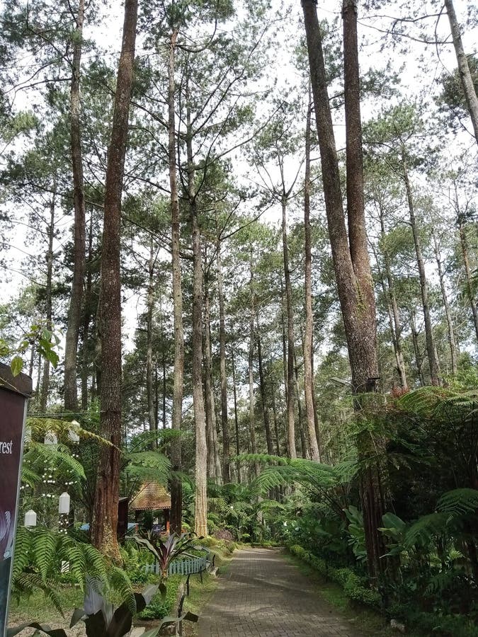 Trees and Sky View in Orchid Forest Cikole Stock Photo - Image of plant ...