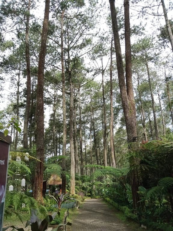 Trees and Sky View in Orchid Forest Cikole Stock Photo - Image of plant ...