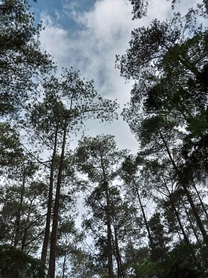Trees and Sky View in Orchid Forest Cikole Stock Photo - Image of snow ...