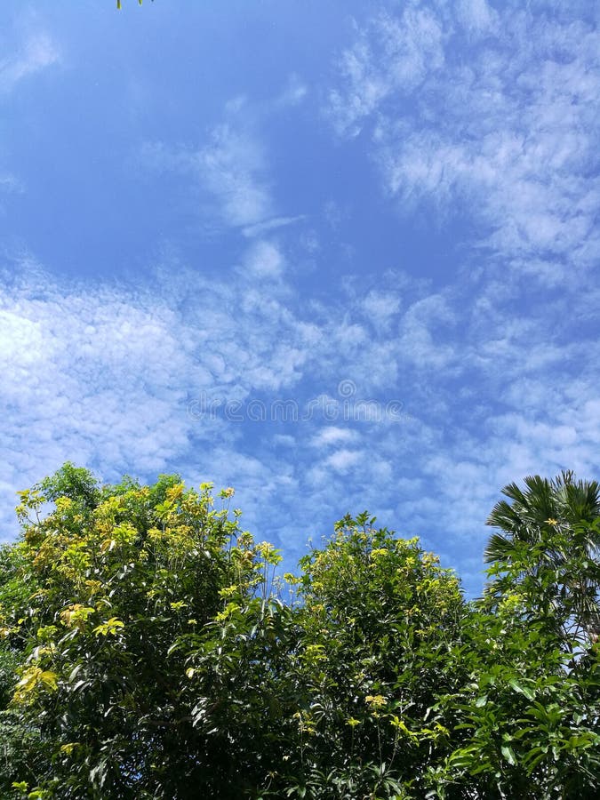 Trees and Sky stock photo. Image of green, blue, light - 92592664
