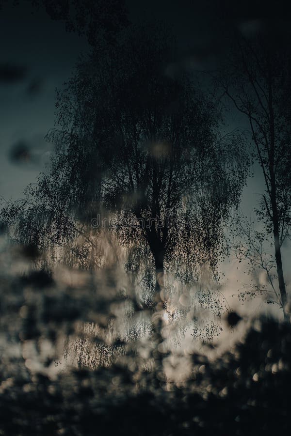 Forest and Sky in Upside Down Stock Image - Image of darkness, forest ...
