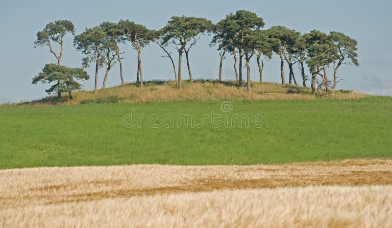 Trees on skyline. stock photo. Image of ground, harvest - 15610116