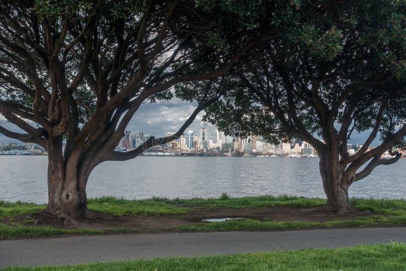 Trees and Skyline 2 stock image. Image of landscape, pacific - 69988687