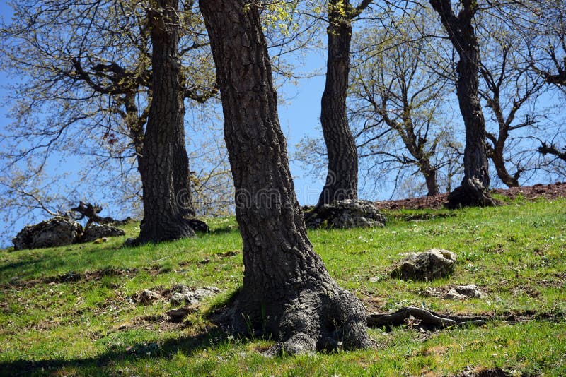 Trees stock photo. Image of slope, foliage, bark, trees - 54290994