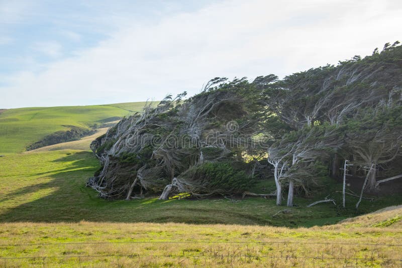 The Trees of Slope Point stock photo. Image of slope - 321113138