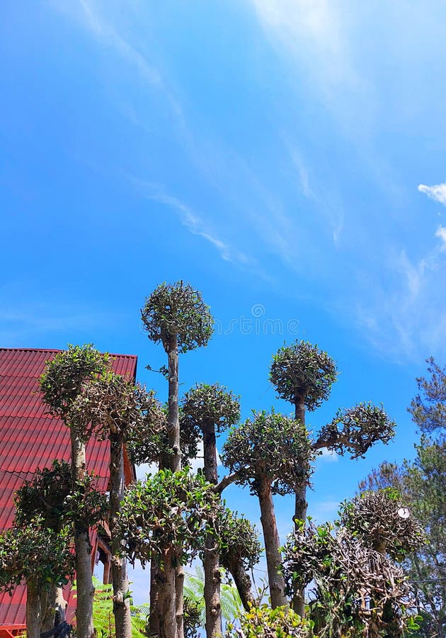 A View of Topiary Trees with a Red Roof in the Background and the Blue ...