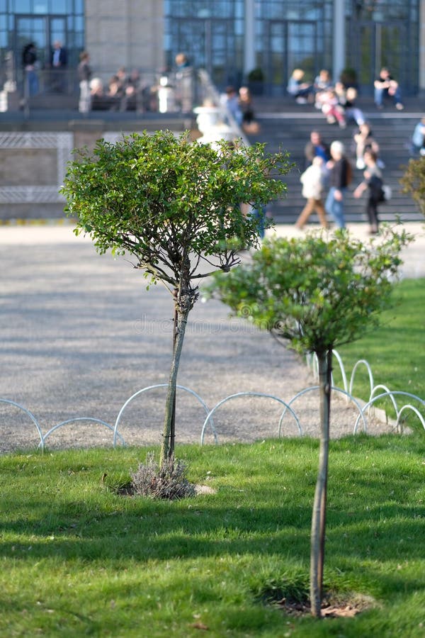 Trees of Small Height in the Park Stock Photo - Image of landscape ...