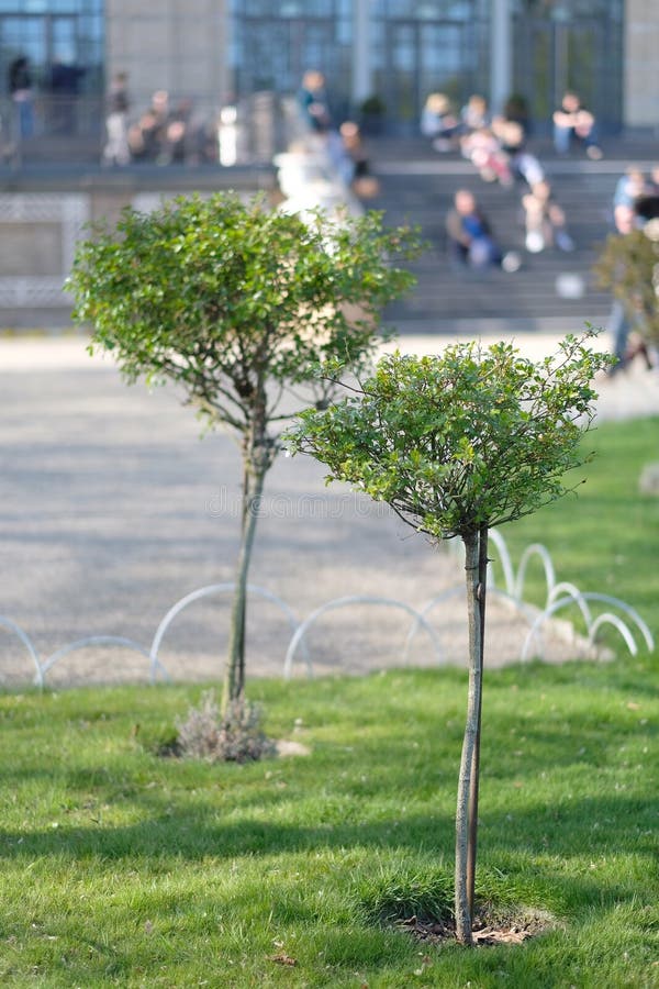 Trees stock photo. Image of bright, short, entrance, stone - 91129686