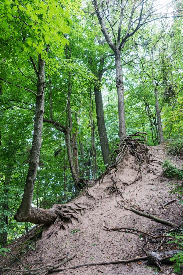 Trees on a Small Hill in the Forest Stock Image - Image of path ...