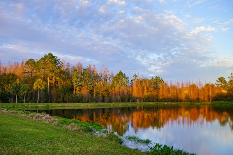 Trees and a Small Pond Form Perfect Reflection at Sunset Stock Image ...