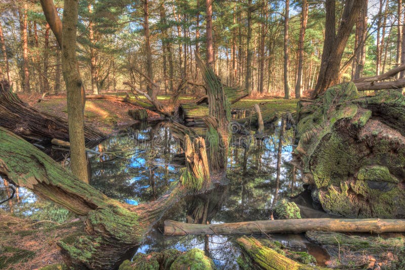 Trees in a small Pool stock photo. Image of tree, plant - 67418776