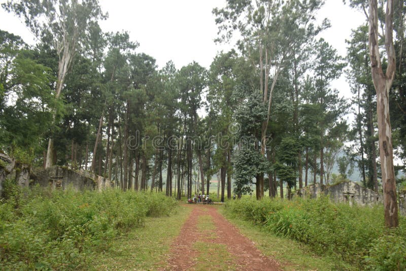 Trees in Small road stock photo. Image of small, peice - 160163840