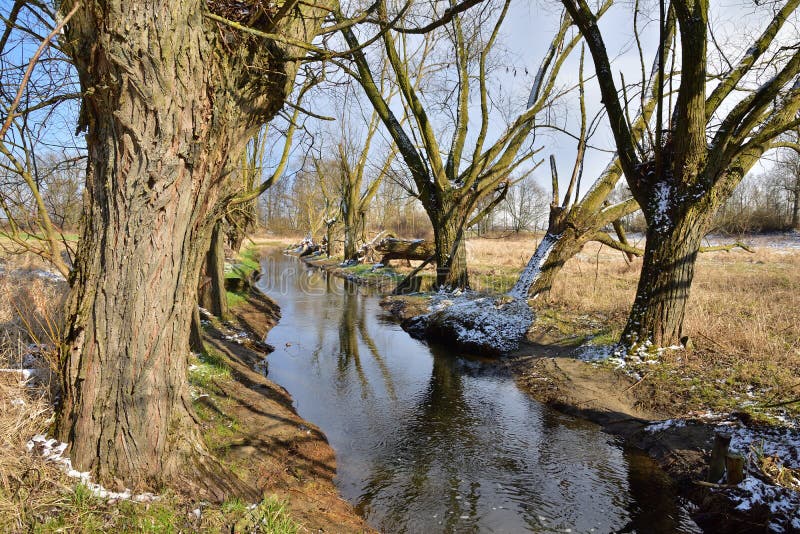 Trees by a Small Stream among the Green Spring Fields on a Sunny Day ...