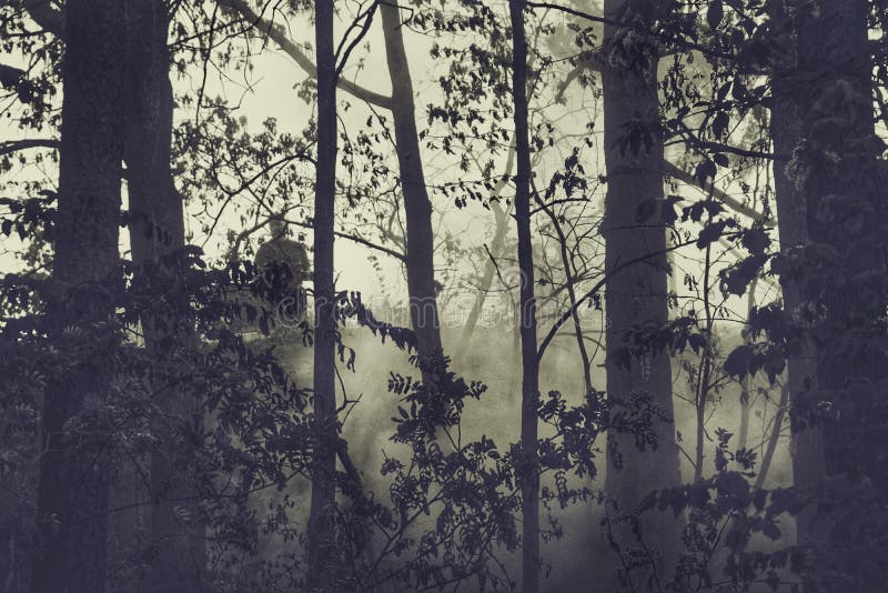 Trees Smoke from Fire in the Forest Stock Photo - Image of monochrome ...