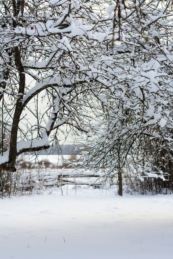 Trees in snow stock image. Image of street, tree, winter - 12757711