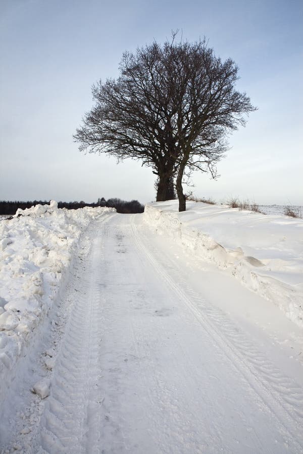 Trees in the Snow stock photo. Image of blue, road, snow - 12874014