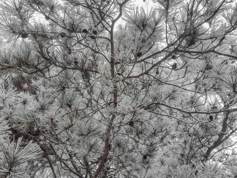 Trees with Snow in Winter Park. Christmas Tree in Snow. Scenic Image of ...
