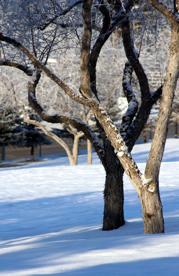Trees/snow stock image. Image of trees, winter, bare, wilderness - 400545