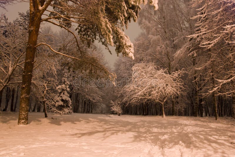 Trees in snow stock image. Image of snowy, pine, snow - 8167701