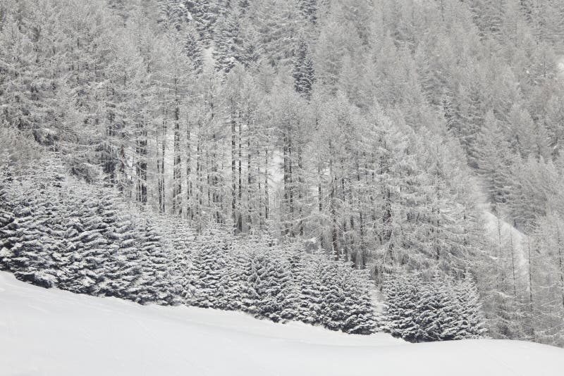 Christmas Trees 1 stock image. Image of green, pine, winter - 420409