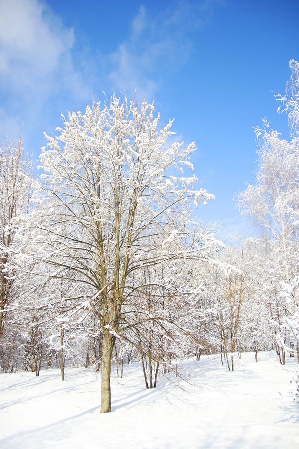 Trees in the Snow in Beautiful Winter Forest Stock Image - Image of ...