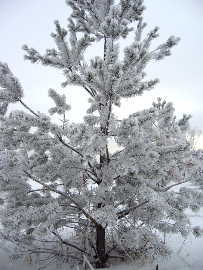 Trees in the Snow in the Bitter Cold in the Winter Stock Image - Image ...
