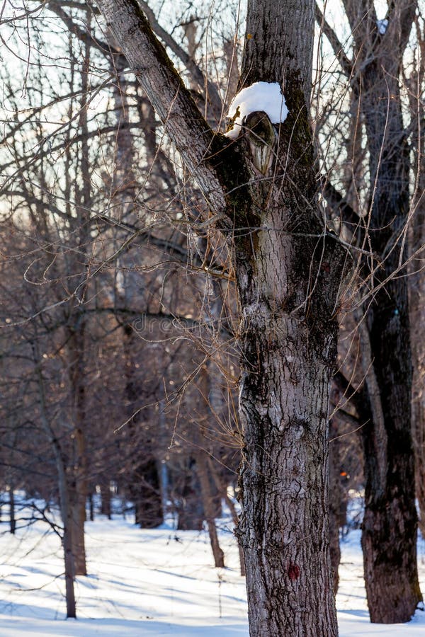 Trees with Snow Caps on a Snow-covered Park Avenue Illuminated by the ...