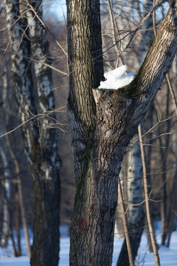 Trees with Snow Caps on a Snow-covered Park Avenue Illuminated by the ...