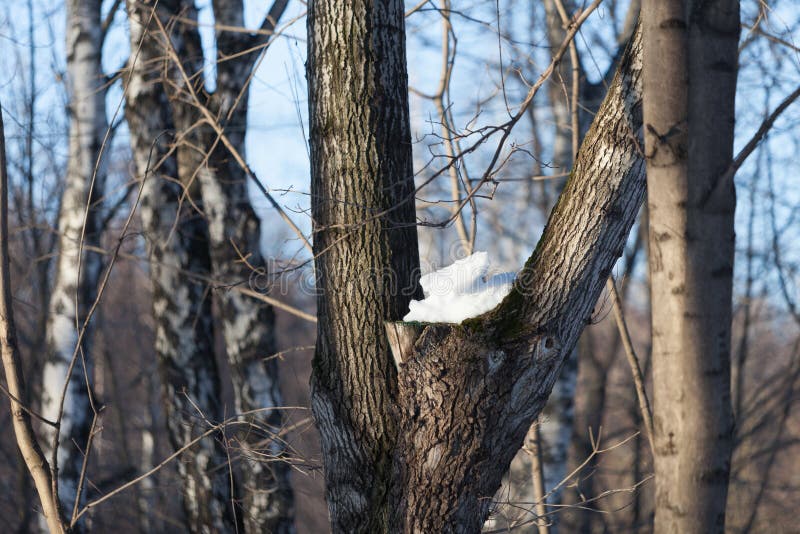 Trees with Snow Caps on a Snow-covered Park Avenue Illuminated by the ...