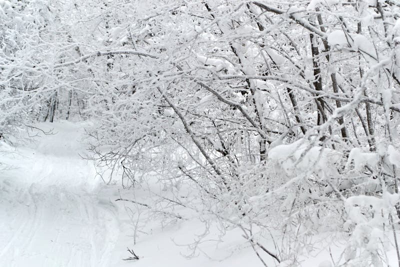 Winter trees stock image. Image of landscape, distance - 103676713