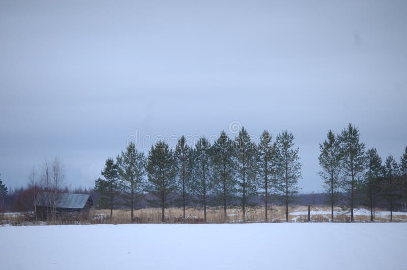 Tree line stock image. Image of winter, landscape, snow - 115571431