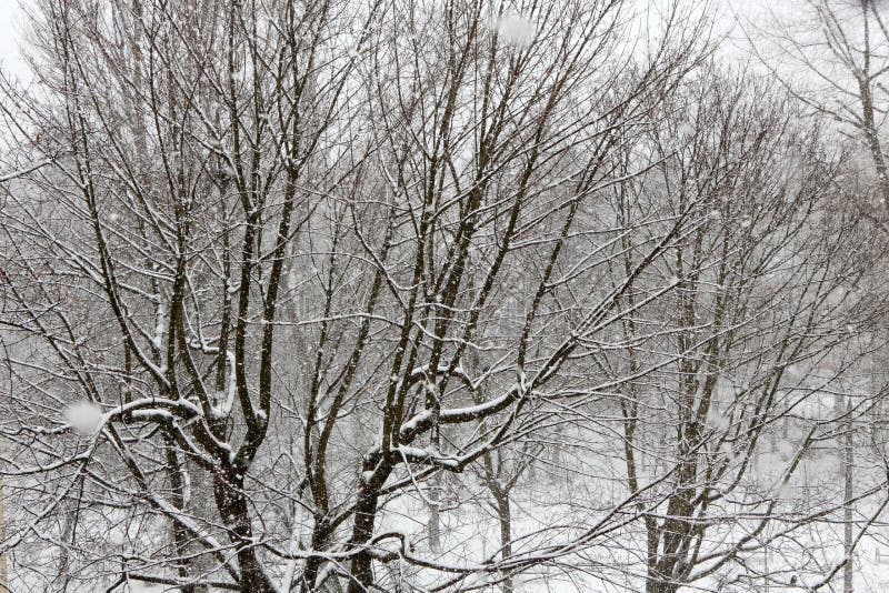 Trees while Snow Flurry. Winter Background. Stock Image - Image of ...