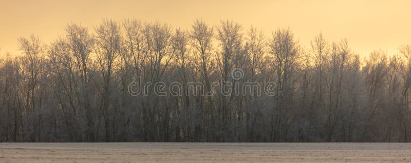 Trees in the Snow and Fog at Dawn Stock Image - Image of blue, woods ...