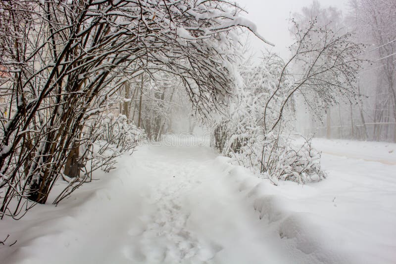 Trees in the Snow after a Heavy Snowfall Stock Photo - Image of flooded ...