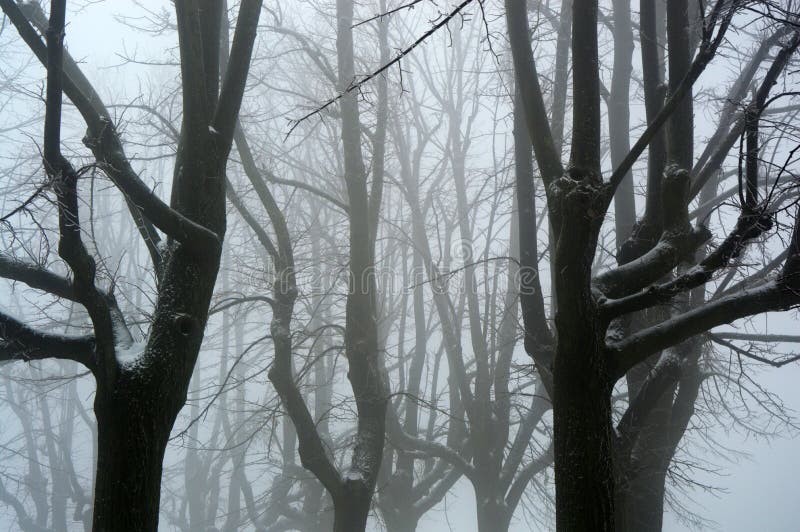 Trees and Snow, Mist Landscape with Silhouette Branches, Winter ...