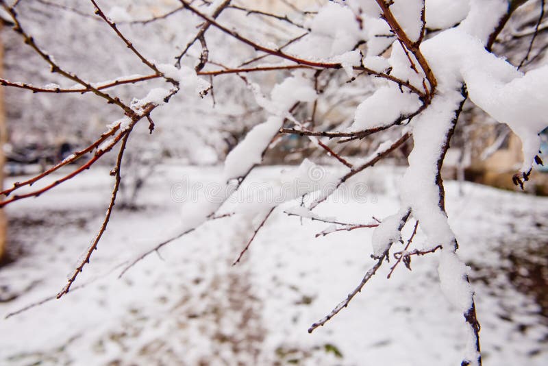 Trees in the Snow. Background for Postcard. Stock Image - Image of ...
