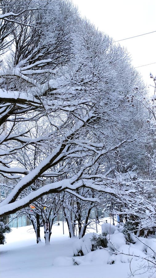 Branches of a Christmas Tree Under the Weight of Snow. Picturesque ...