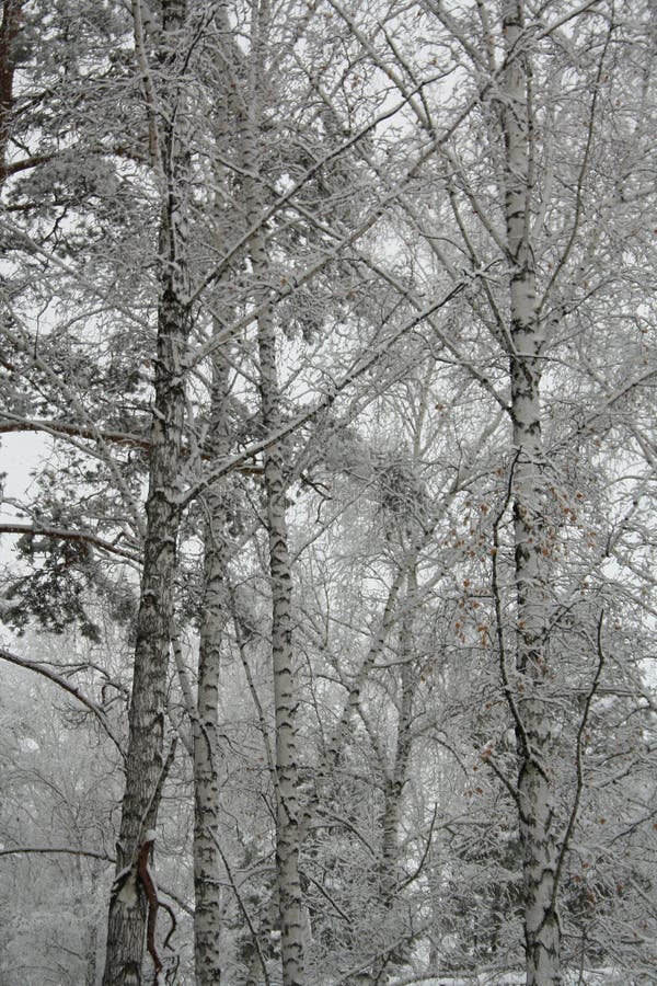 Trees in the snow. stock photo. Image of nature, black - 89562674