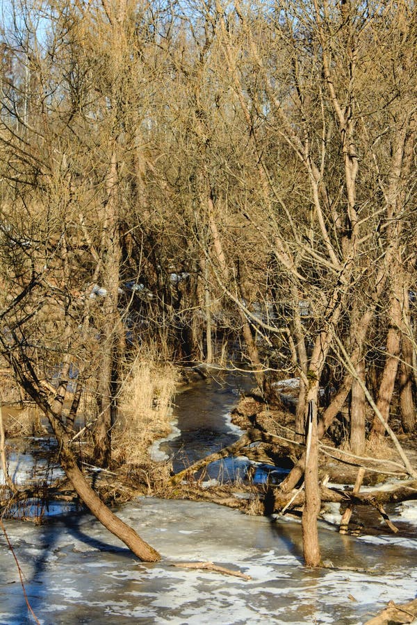Trees in the snow thawed stock image. Image of ntrees - 70901905