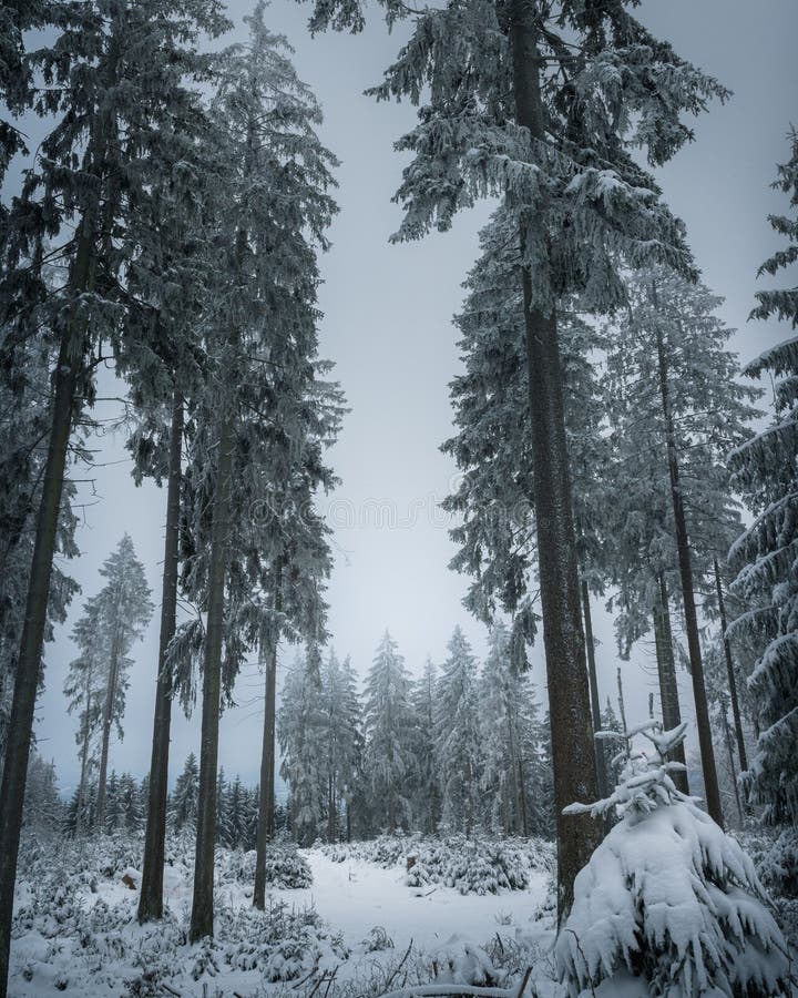 Trees with Snow on Them in a Forest, Looking Like it S in the Stock ...