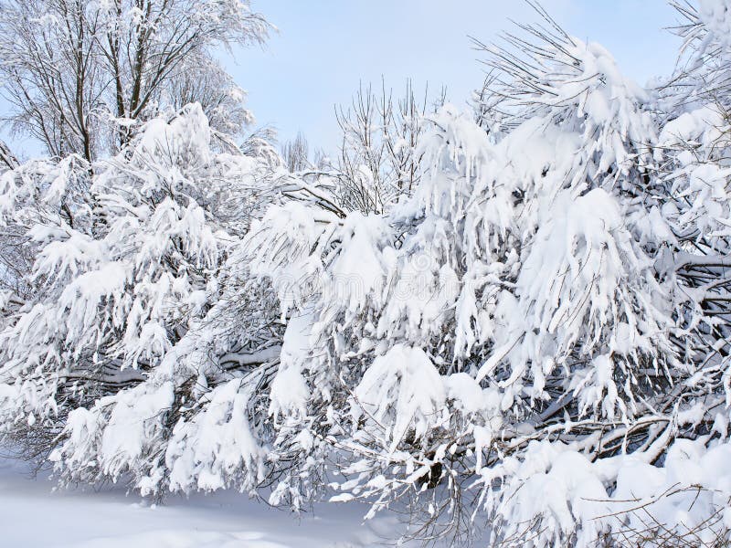 Trees in snow stock image. Image of nature, snow, branch - 109356815