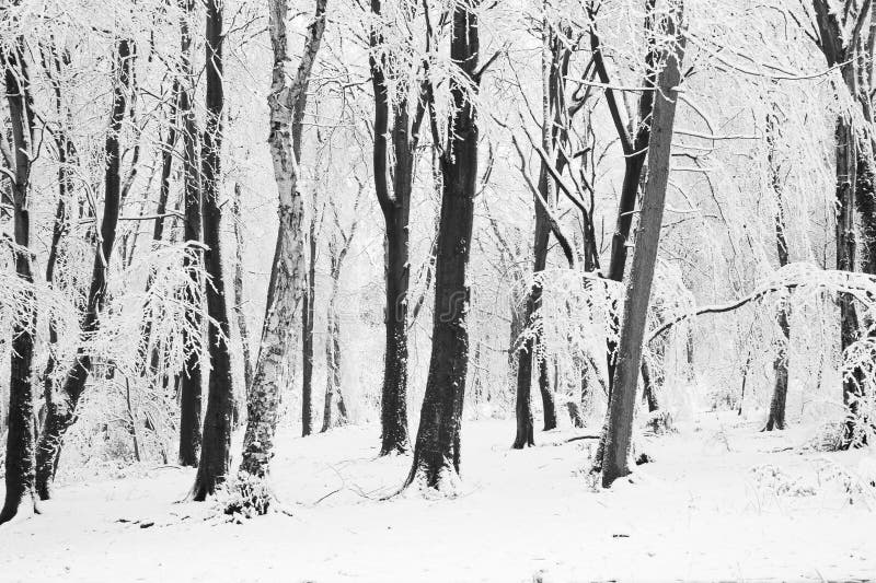 Trees in the snow stock photo. Image of park, baron, cold - 39007958