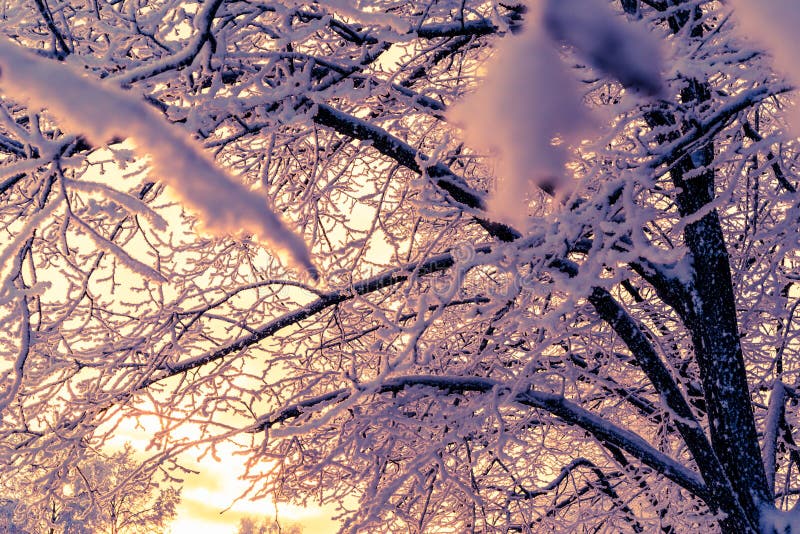 Trees in the Snow Under the Sun. Stock Photo - Image of macro, light ...