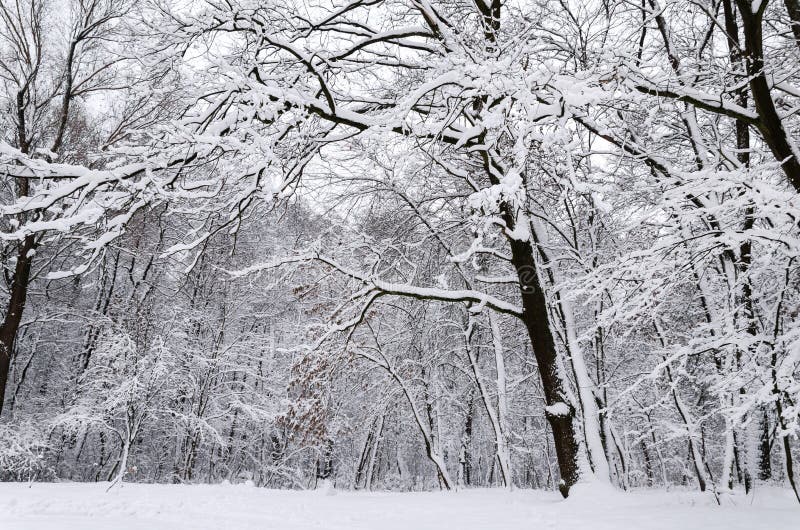 Trees in the Snow on a Winter Day Stock Photo - Image of screensaver ...
