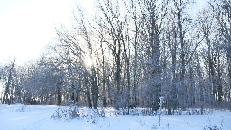 Trees Snow Winter Field Snowing Nature Landscape Sunlight Stock Image ...